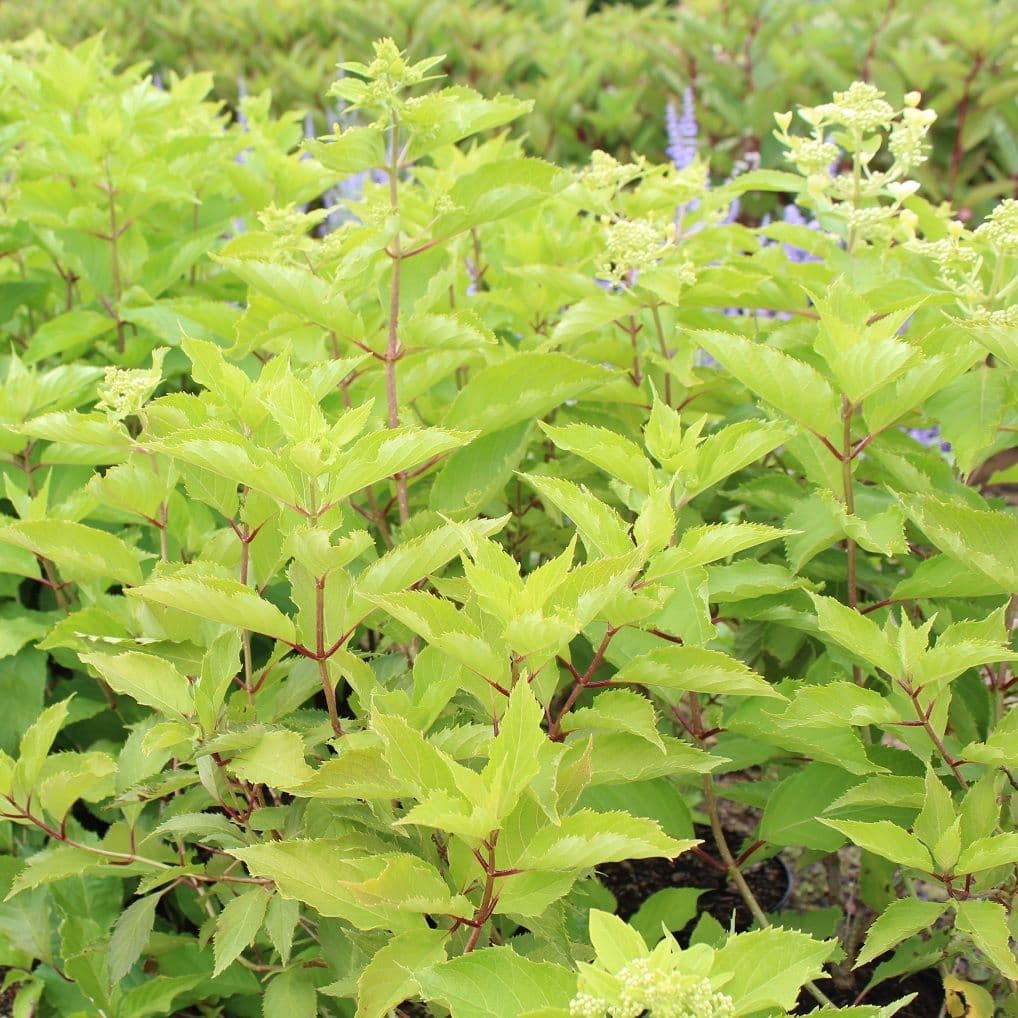 Hydrangea paniculata Levana x 3 Litre