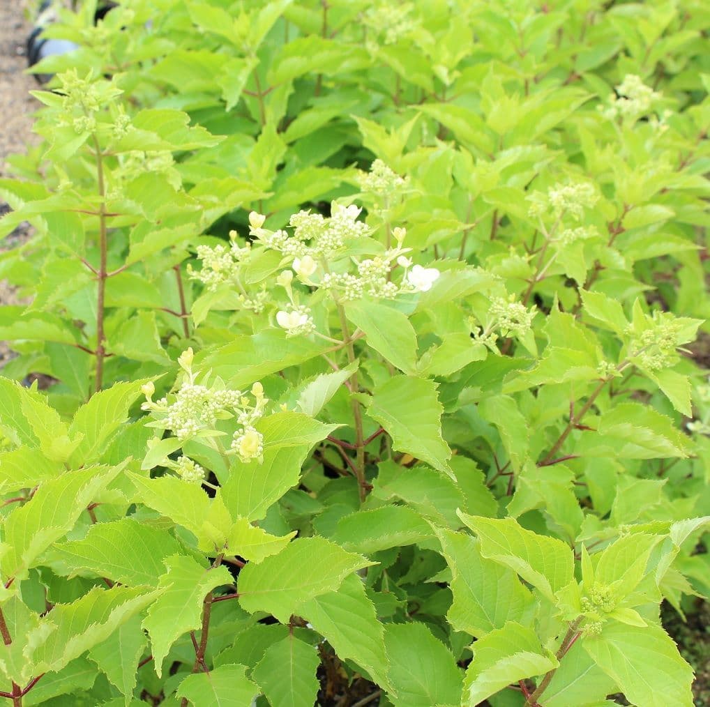 Hydrangea paniculata Levana x 3 Litre
