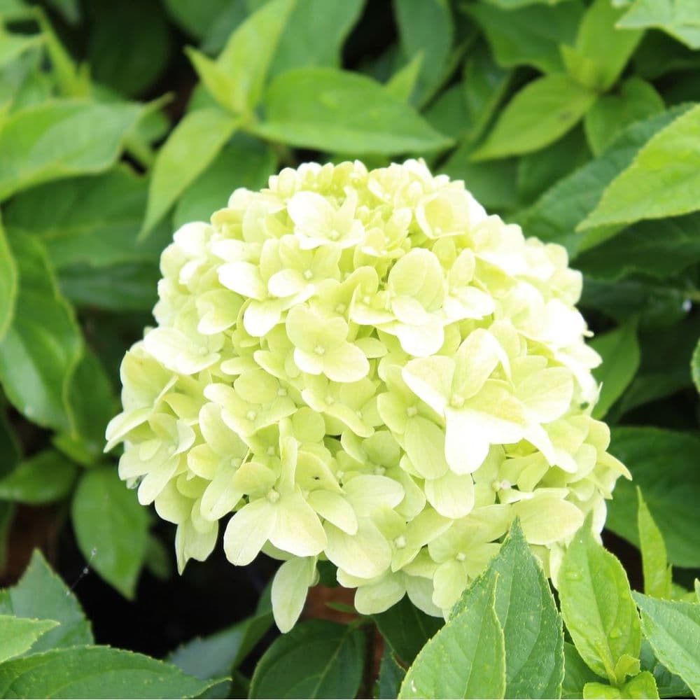 Hydrangea paniculata Little Spooky 3 Litre