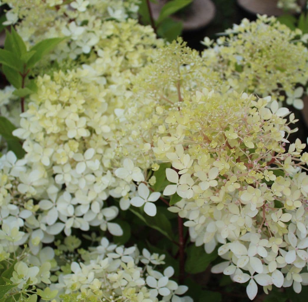 Hydrangea paniculata Phantom x 3 Litre