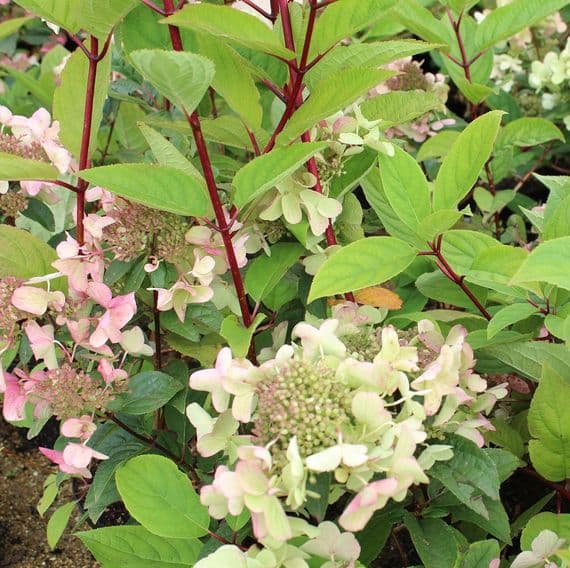 Hydrangea paniculata Wim s Red 3 Litre