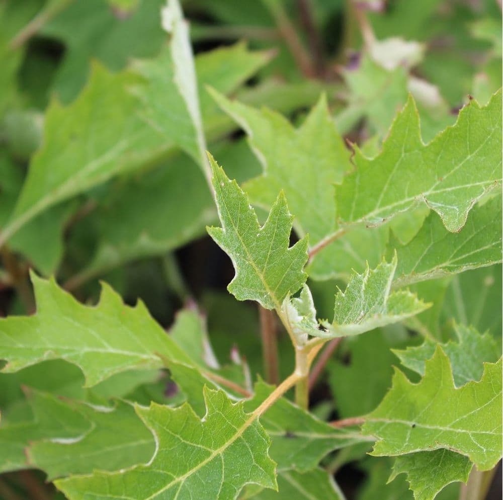 Hydrangea quercifolia Ice Crystal 3 Litre