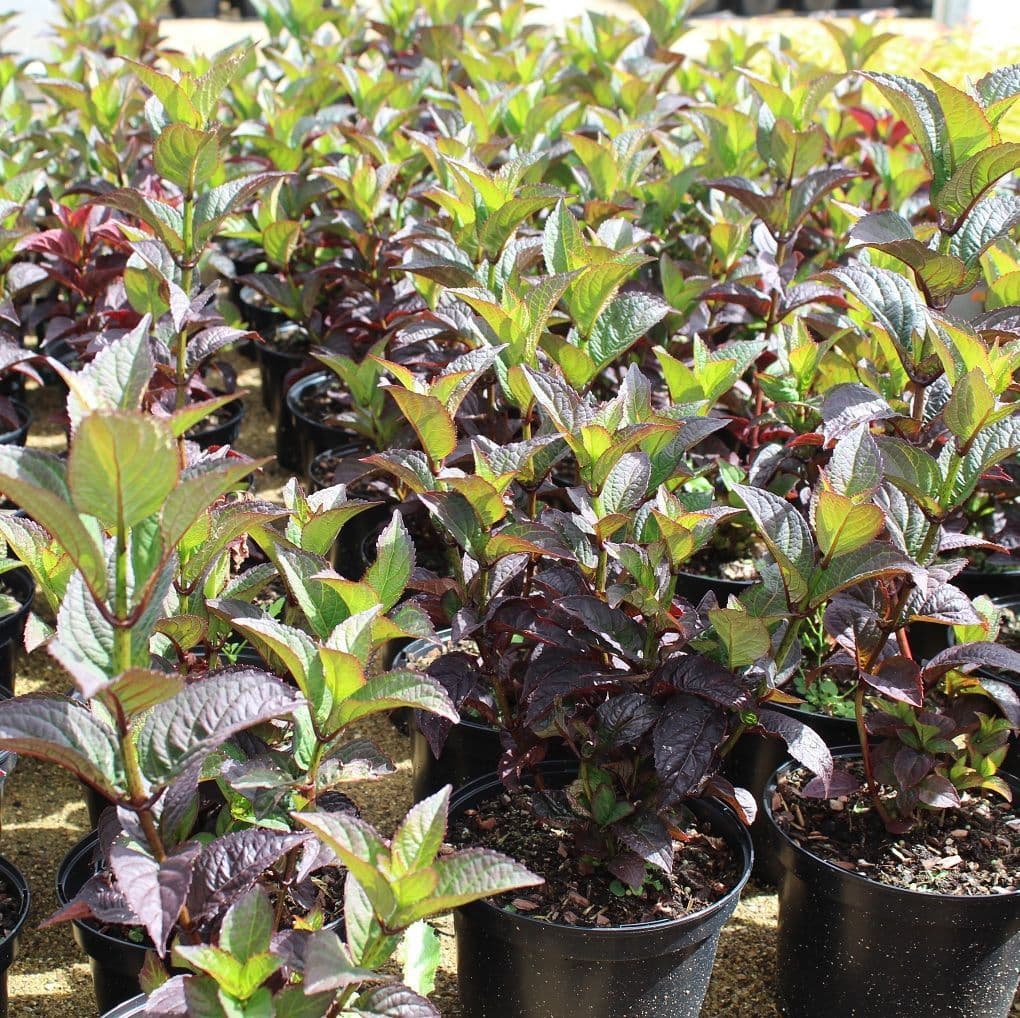 Hydrangea serrata Daredevil 3 Litre