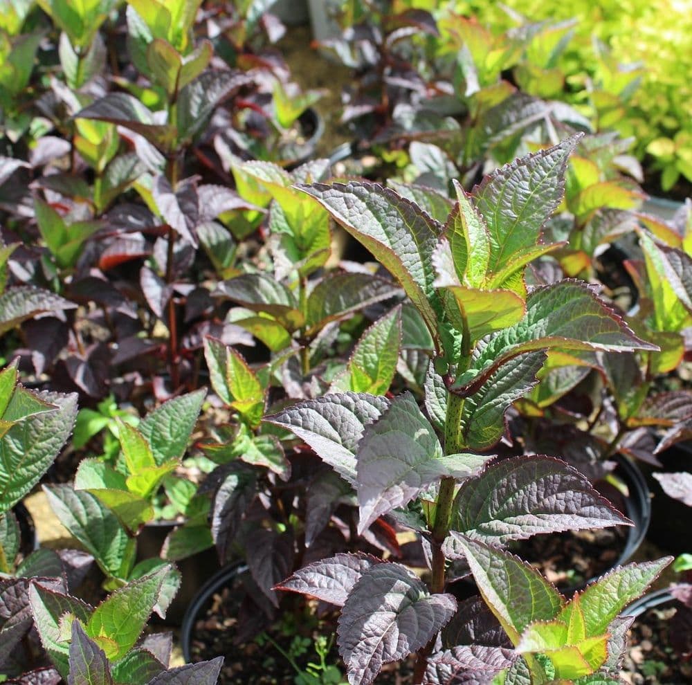 Hydrangea serrata Daredevil 3 Litre