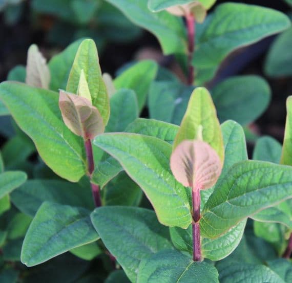 Hypericum x inodorum Magical Lightning 3 Litre