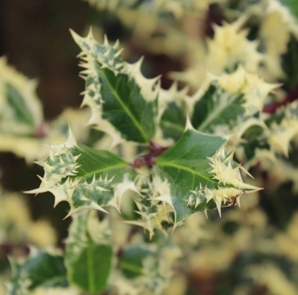 Ilex Ferox Silver 3 Litre