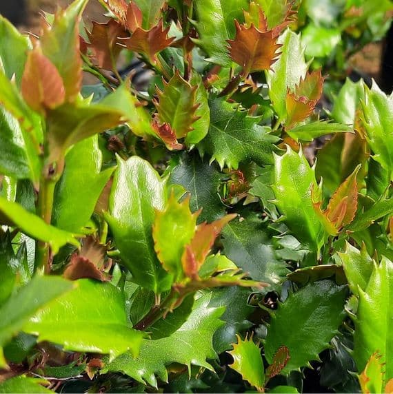 Ilex Little Rascal 3 Litre