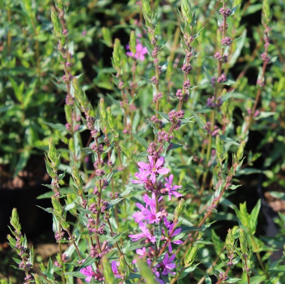 Lythrum Dropmore Purple 2 Litre