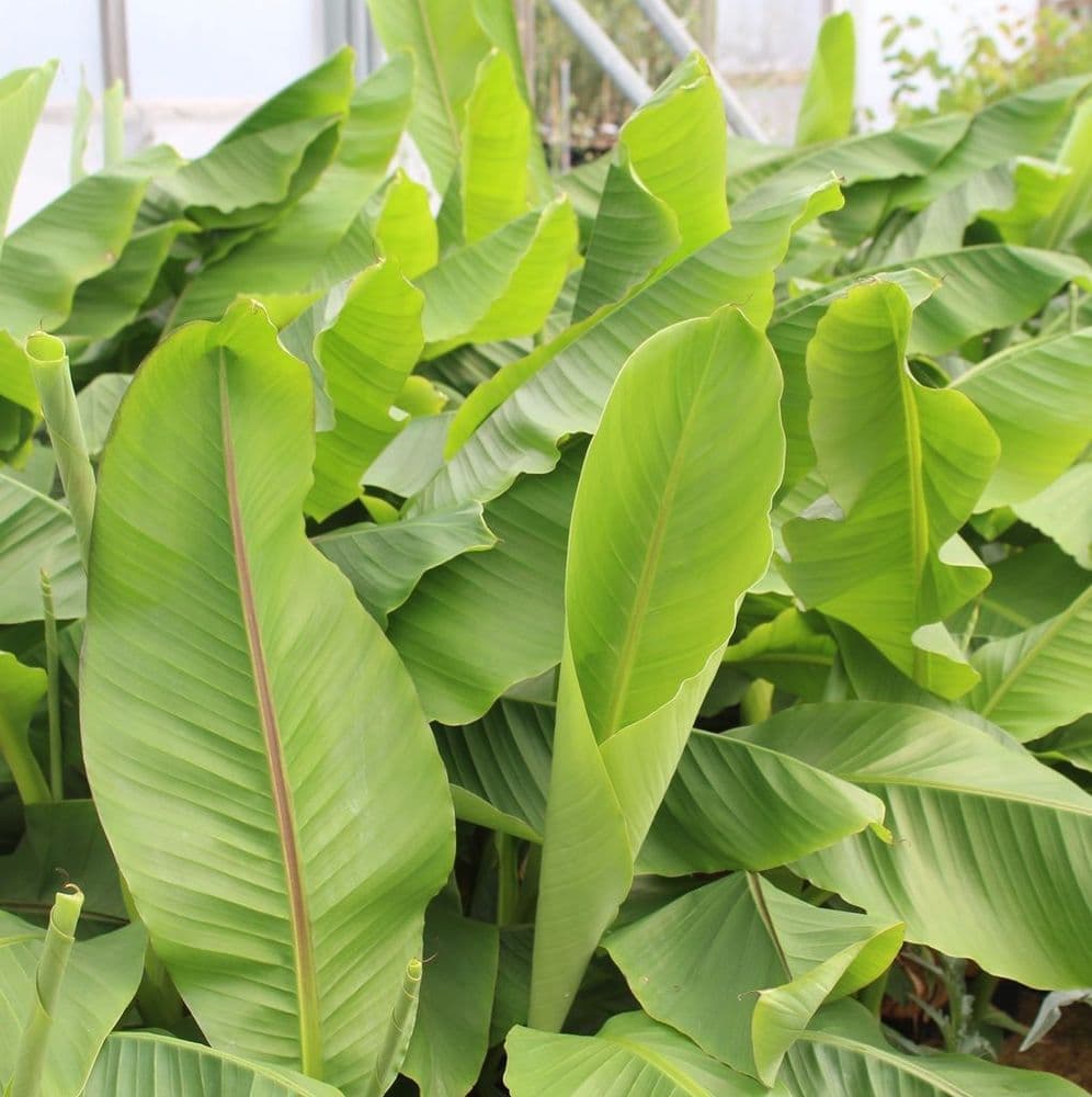 Musa Bajoo 3 Litre