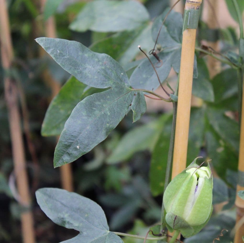 Passiflora Damsel s Delight 3 Litre