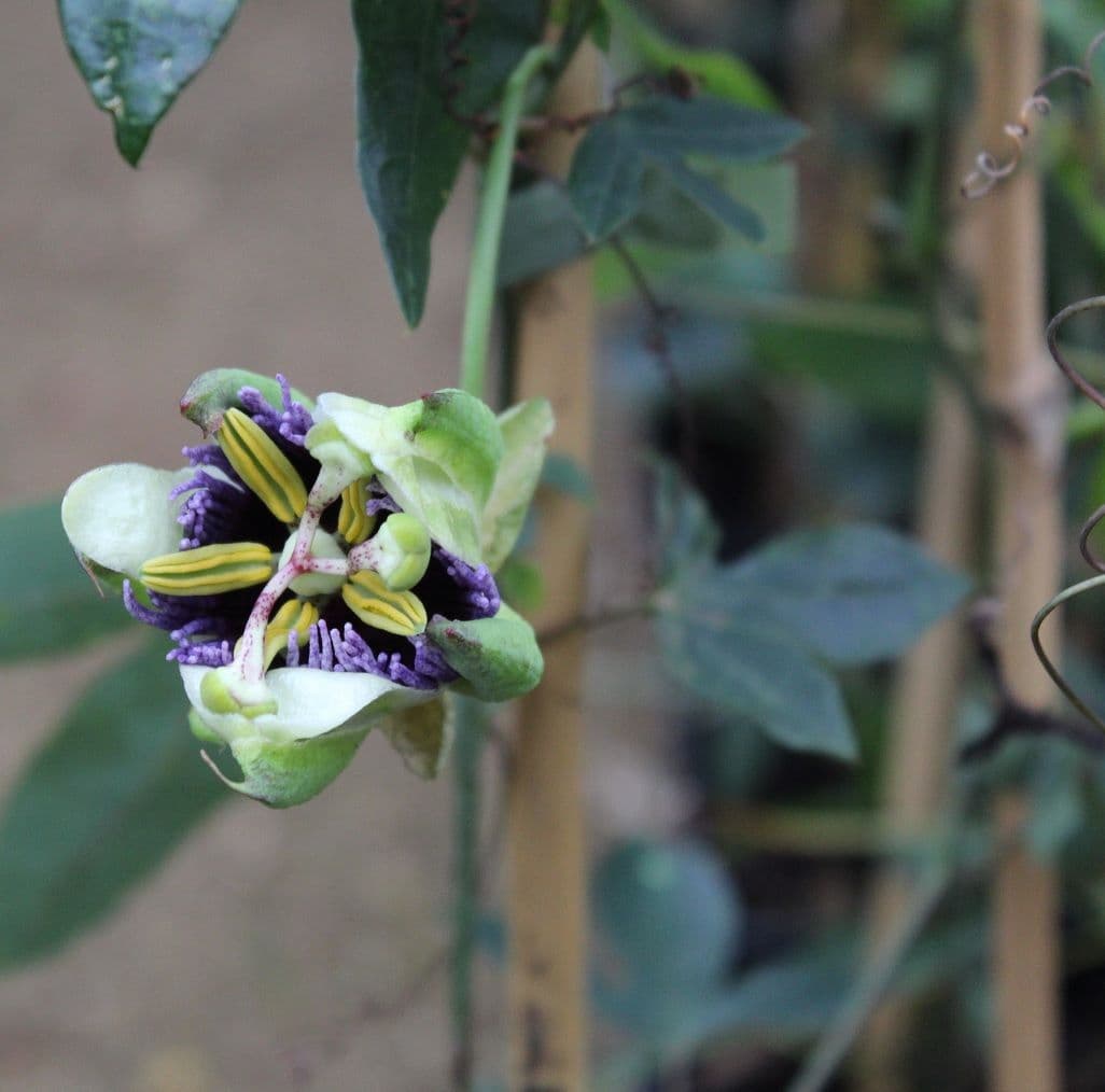 Passiflora Damsel s Delight 3 Litre