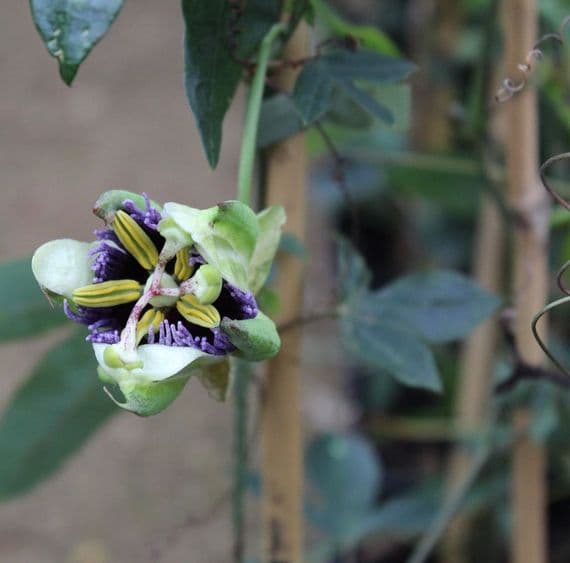 Passiflora Damsel s Delight 3 Litre