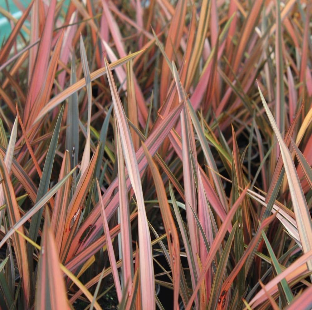 Phormium Pink Panther x 3 Litre
