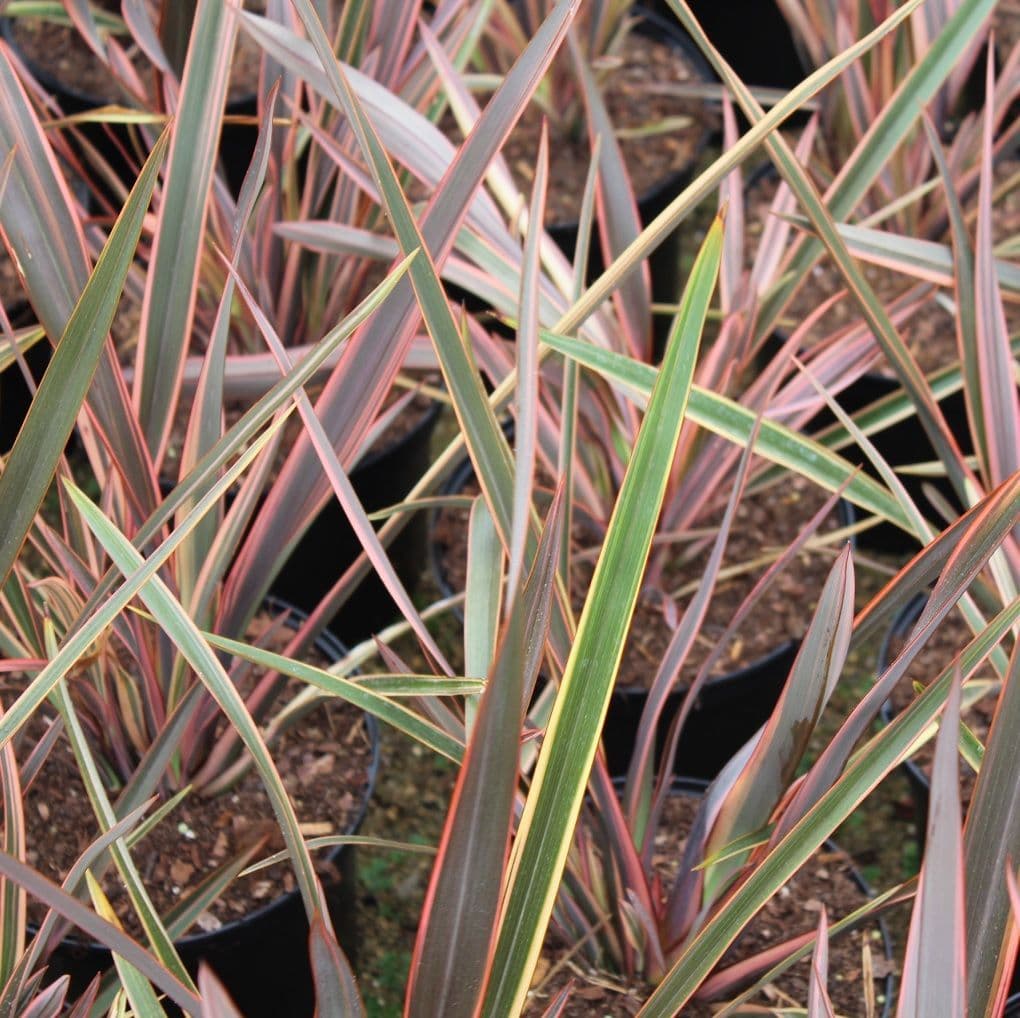 Phormium tenax Rainbow Queen syn Maori Queen x 3 Litre