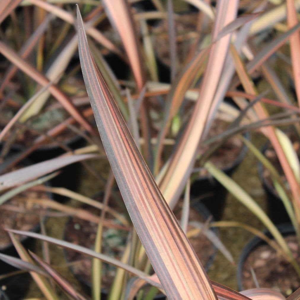 Phormium Veneer x 3 Litre