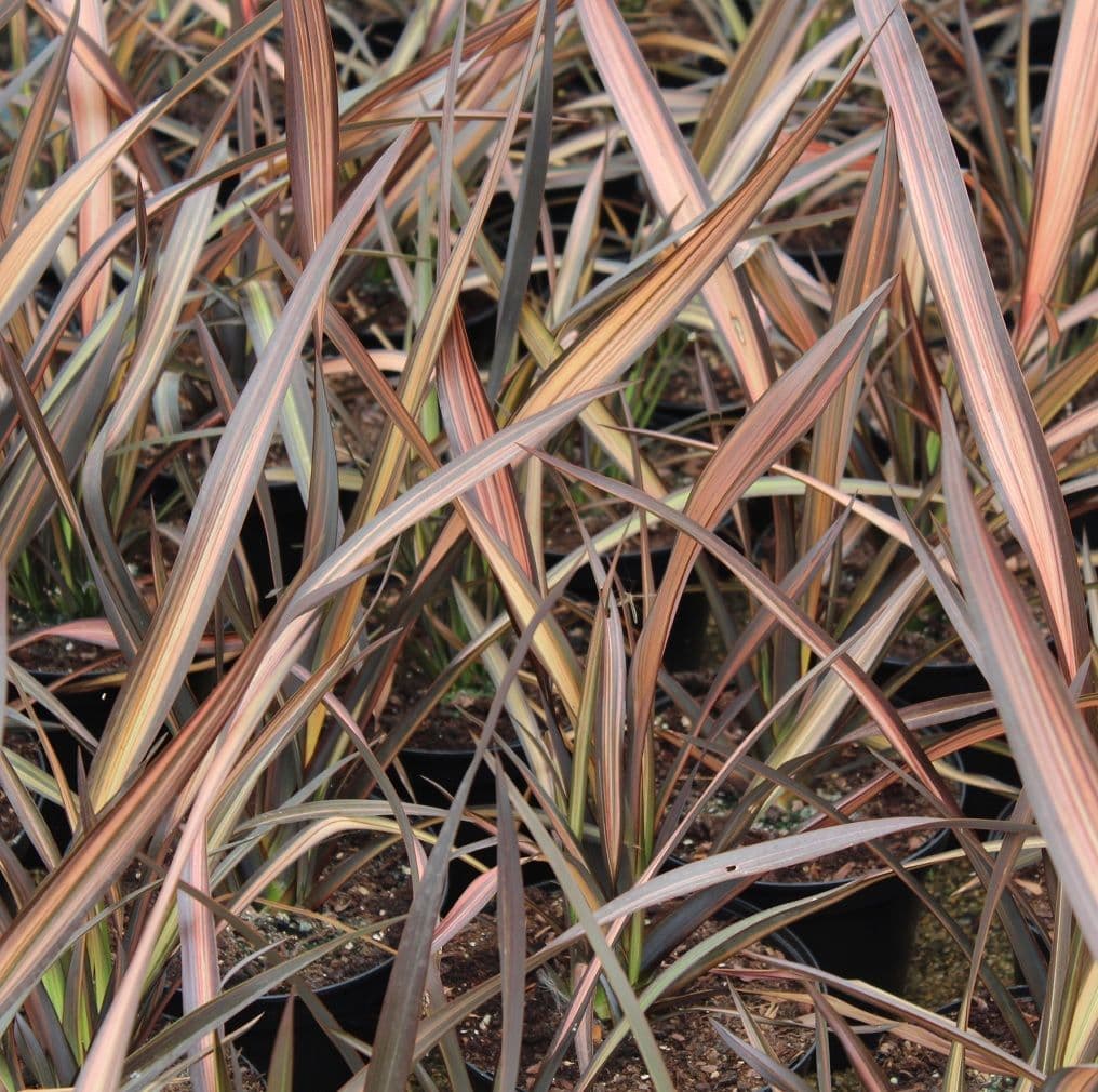 Phormium Veneer x 3 Litre