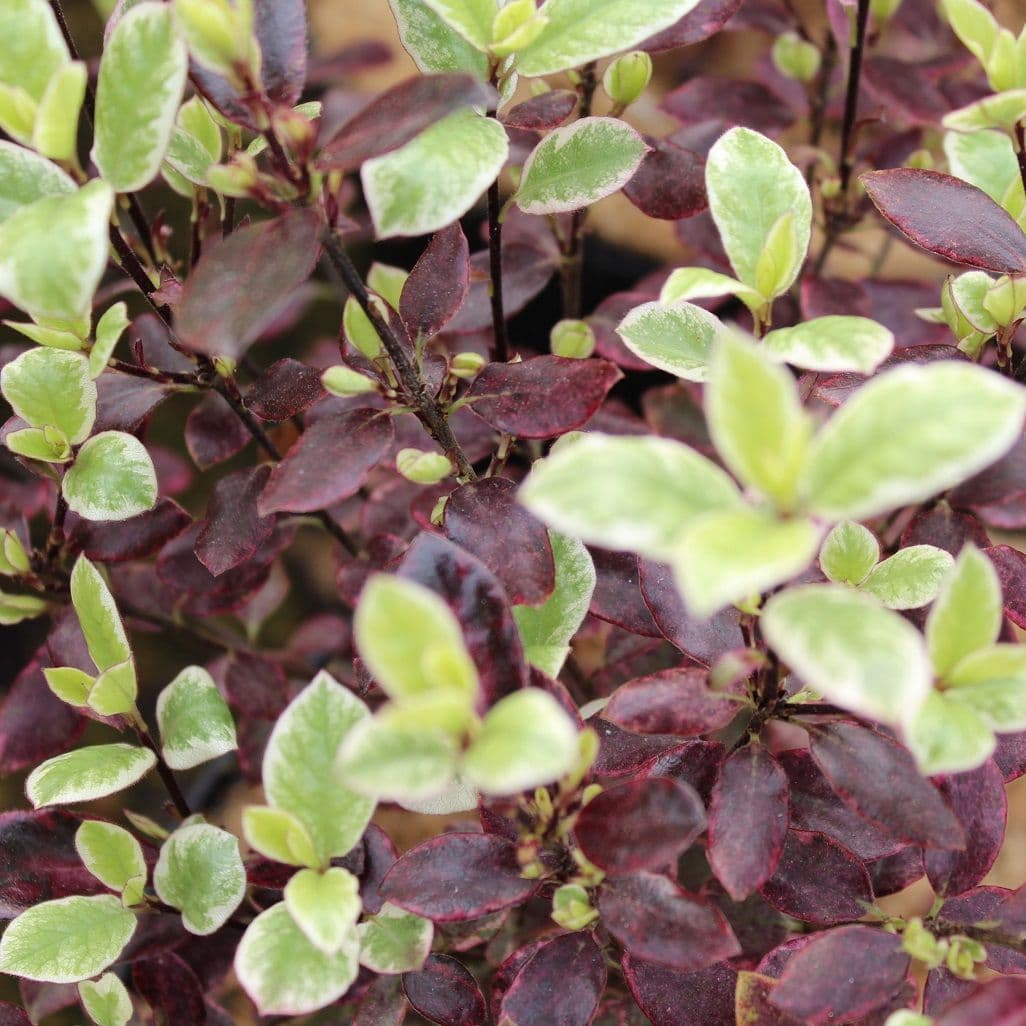 Pittosporum tenuifolium Bannow Bay 3 Litre