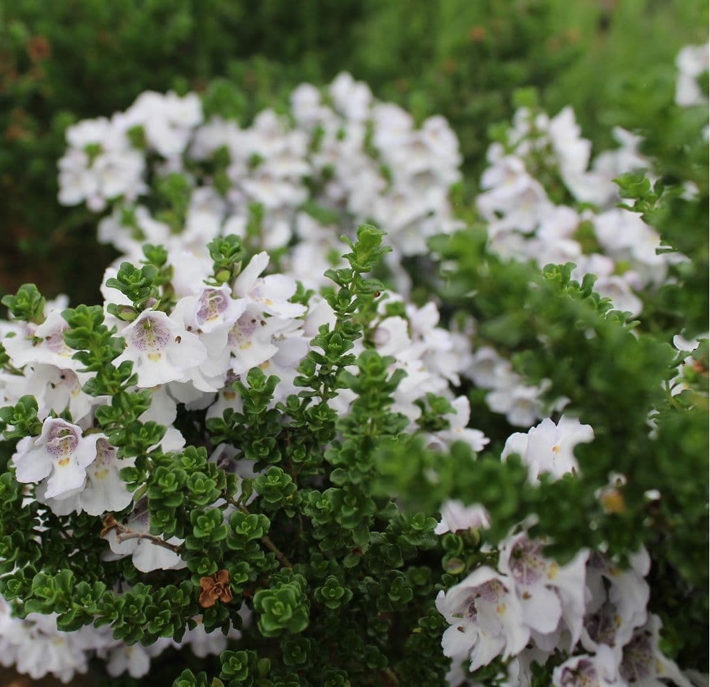 Prostanthera cuneata 2 Litre