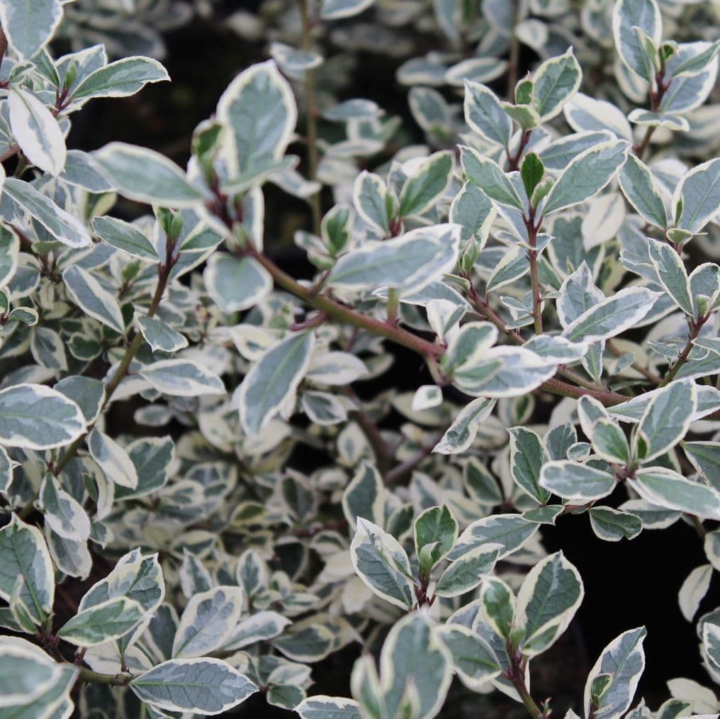 Rhamnus alaternus Argenteovariegata 3 Litre