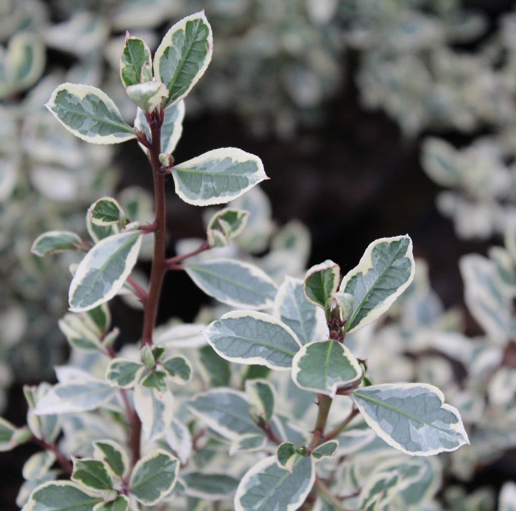Rhamnus alaternus Argenteovariegata 3 Litre