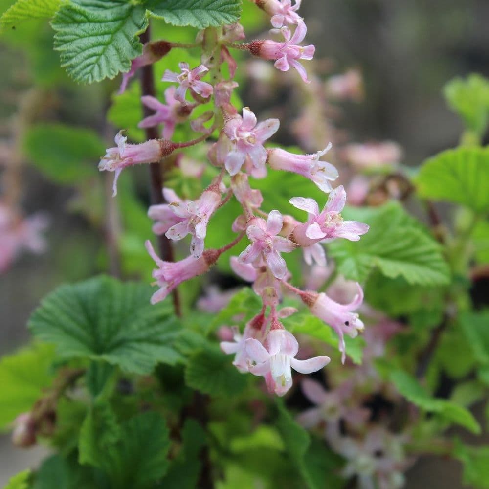 Ribes sanguineum Poky s Pink 3 Litre