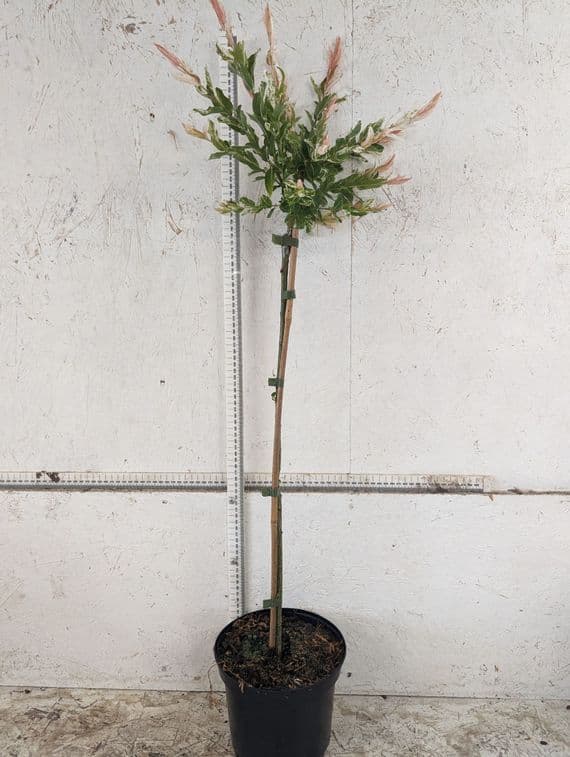Salix Hakuro Nishiki Flamingo Mini Standard