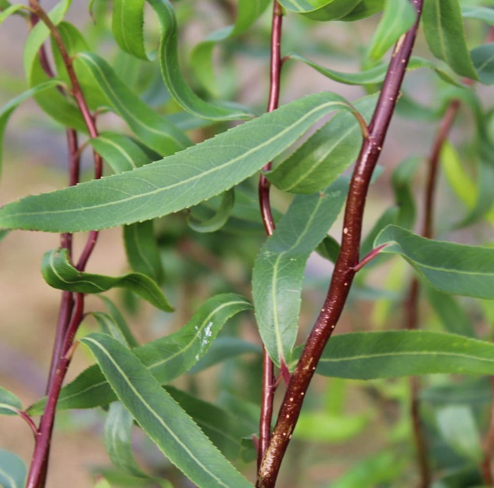 Salix matsudana Tortuosa 3 Litre