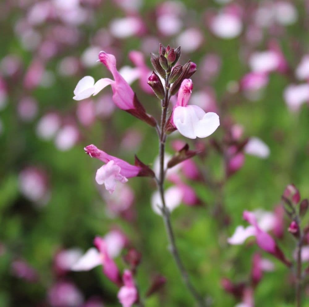 Salvia Joy 2 Litre