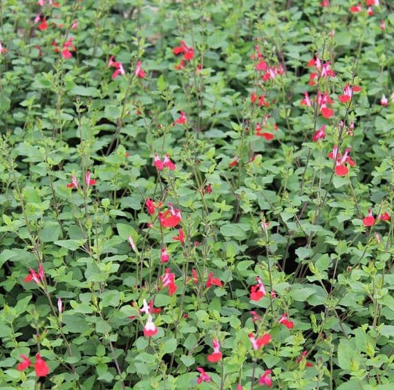 Salvia microphylla Hot Lips 2 Litre