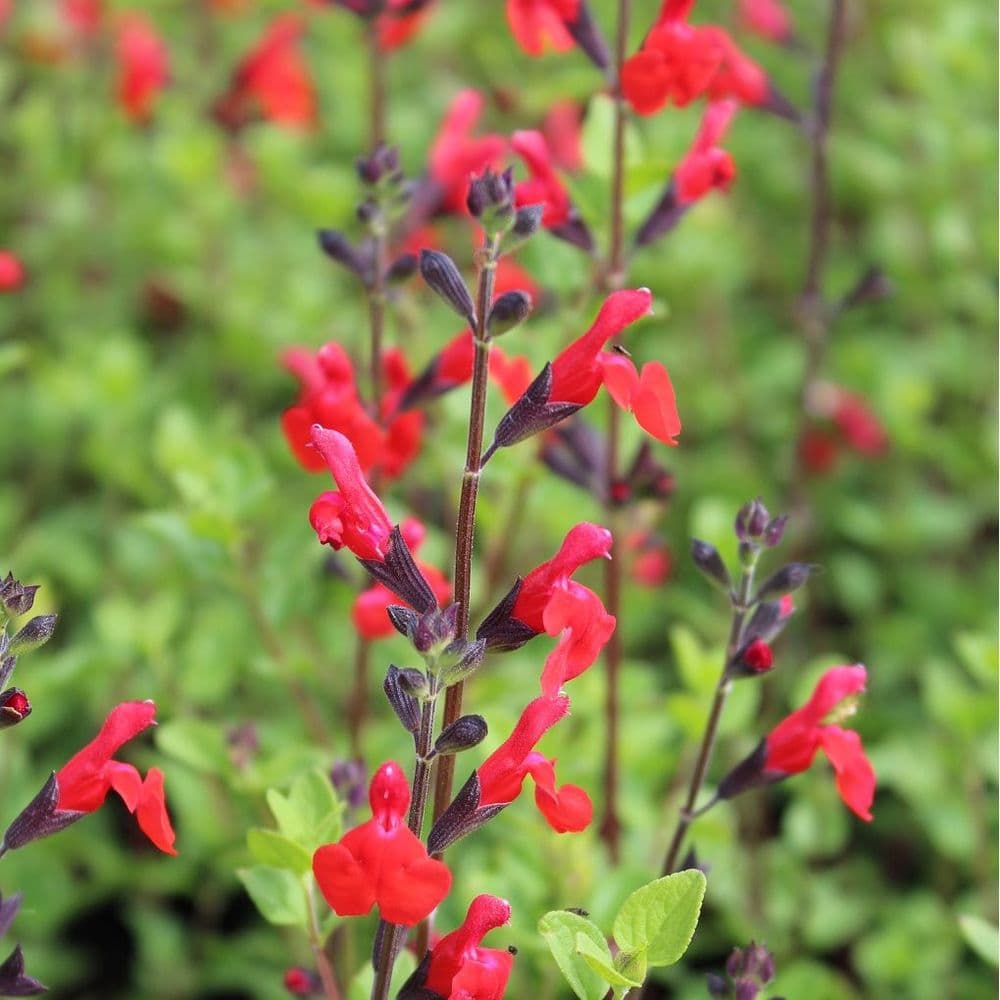 Salvia Red Swing 2 Litre