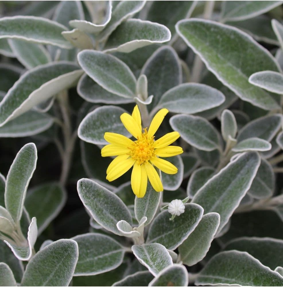 Senecio Greyii