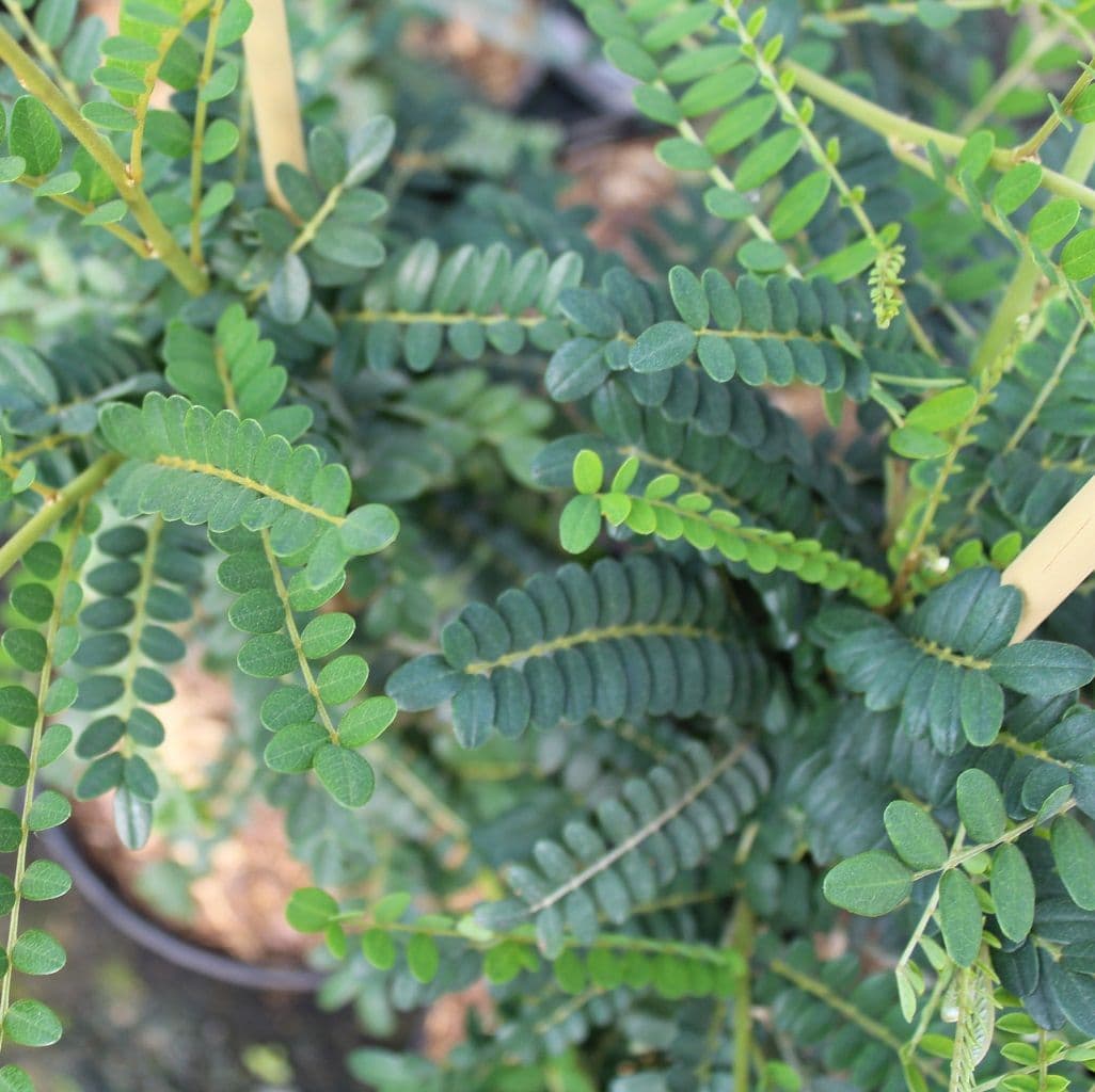 Sophora Sun King