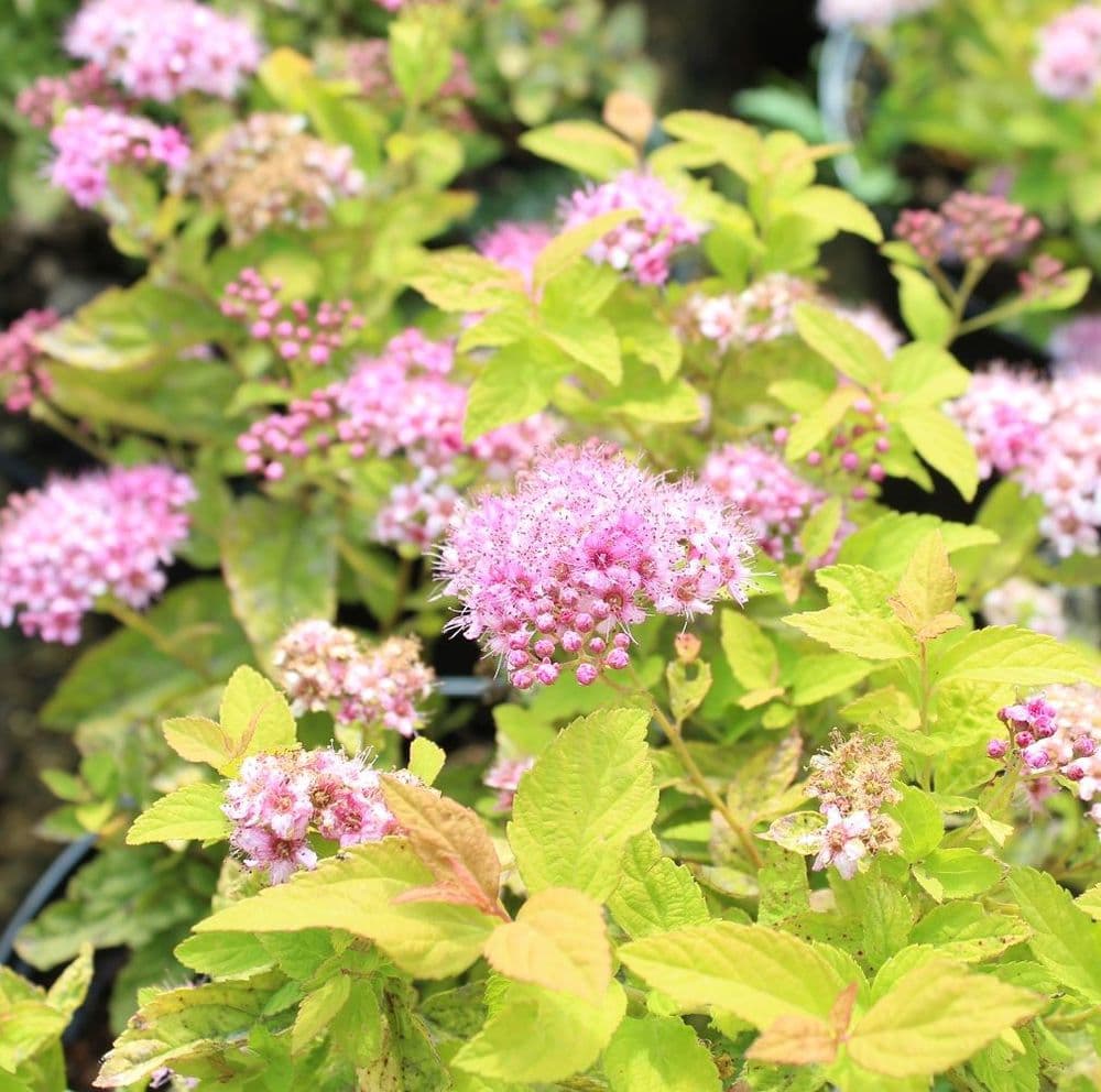 Spiraea Double Play Big Bang 3 Litre