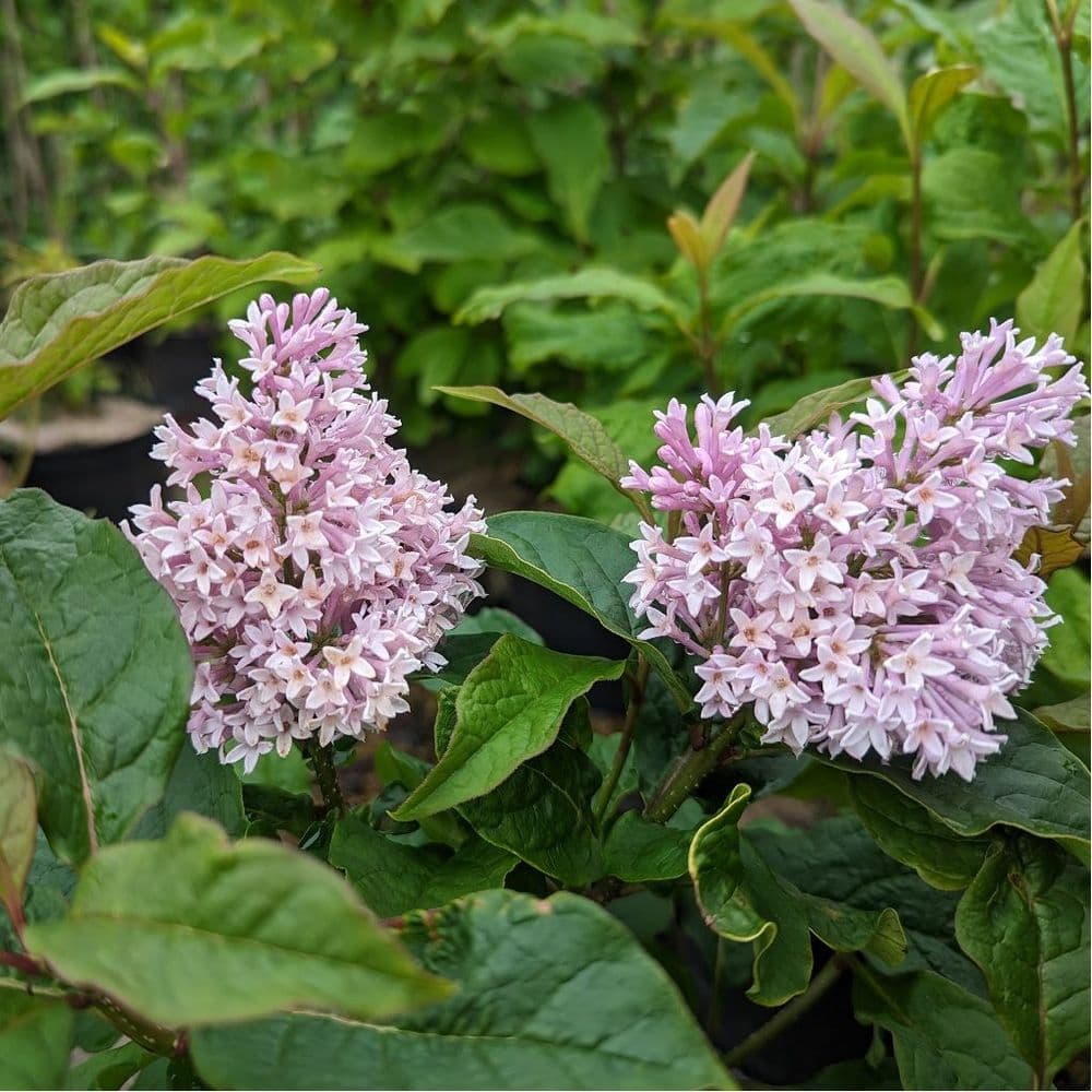 Syringa josikaea 3 Litre