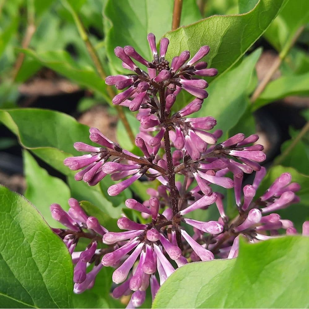 Syringa patula Miss Kim 3 Litre