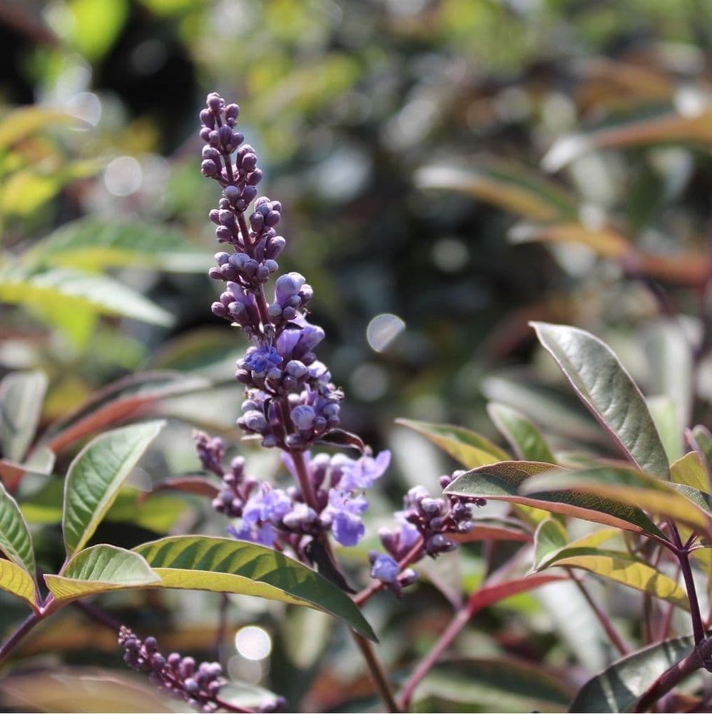 Vitex Flip Side