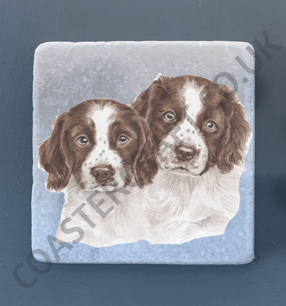 Brown Springer Spaniel Puppies