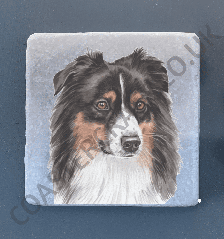 Shetland Sheepdog Sheltie
