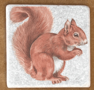 Squirrel Coasters