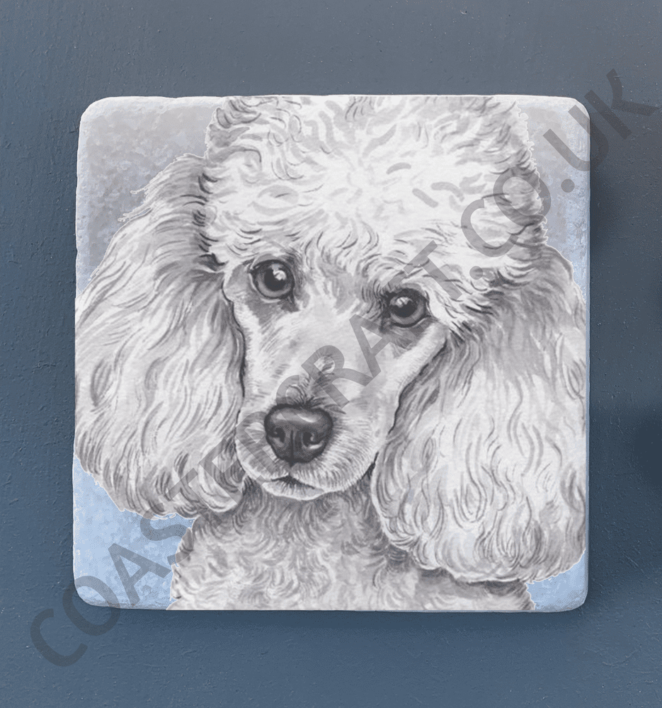 White Poodle Miniature