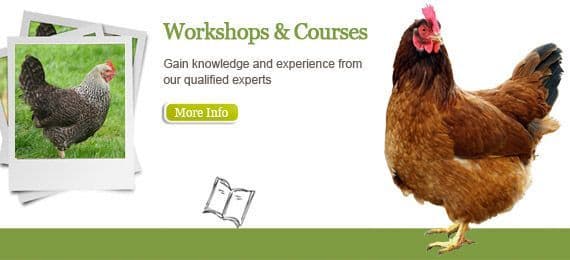 Cotswold Chickens - Everything Poultry! - Cotswold Chickens
