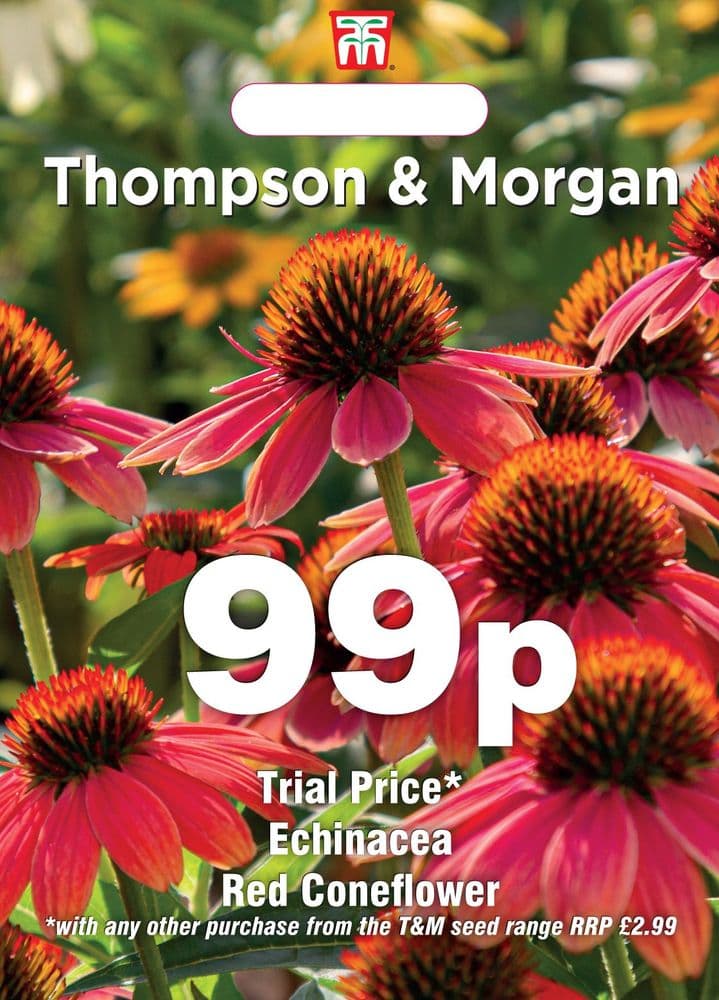 Echinacea Red Coneflower