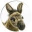 Hansa Donkey