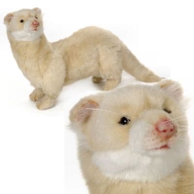 Hansa Ferrets