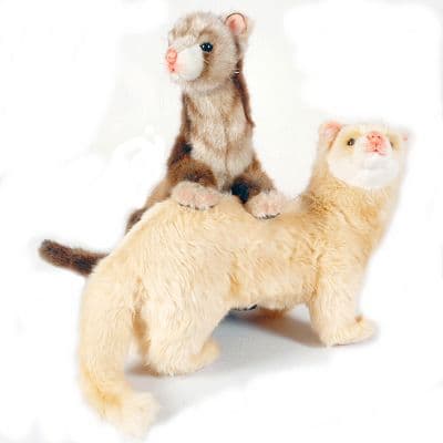 Hansa Ferrets