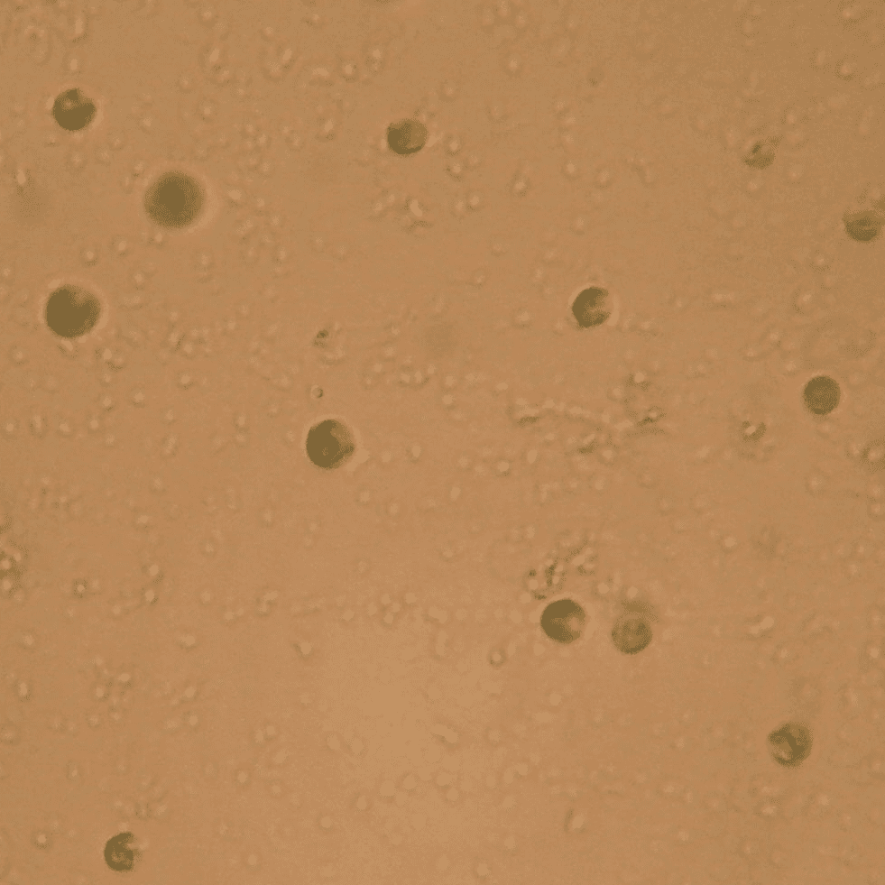 Live Marine Nannochloropsis Microalgae Starter Culture