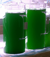 Live Marine Nannochloropsis Microalgae Starter Culture