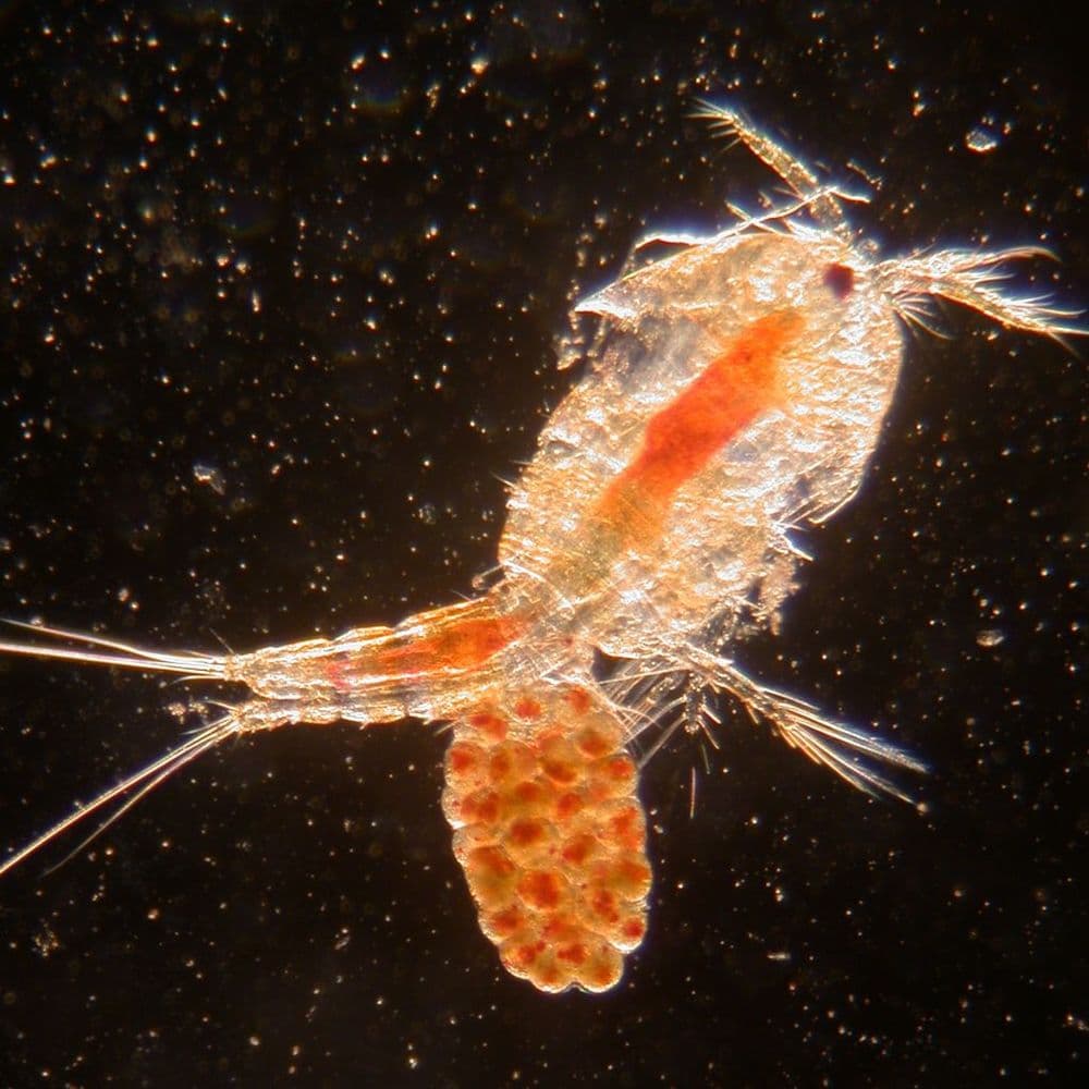 Live marine Tigriopus harpacticoid copepods 2mm 200ml starter culture