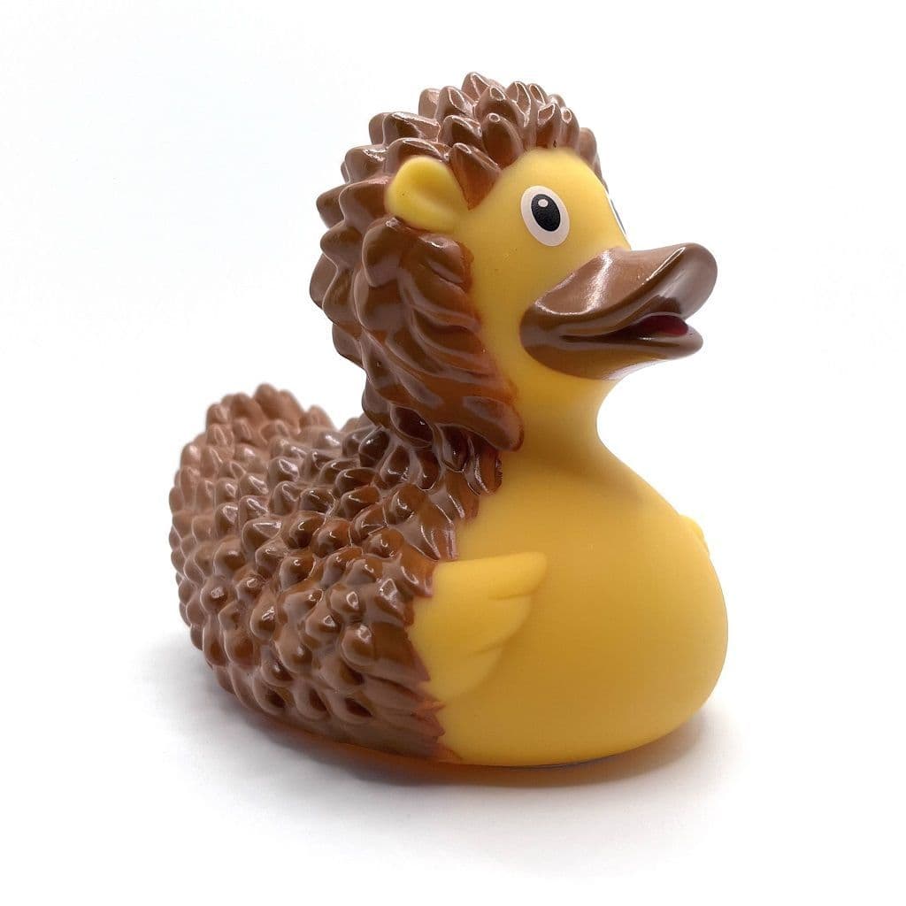 Hedgehog Duck