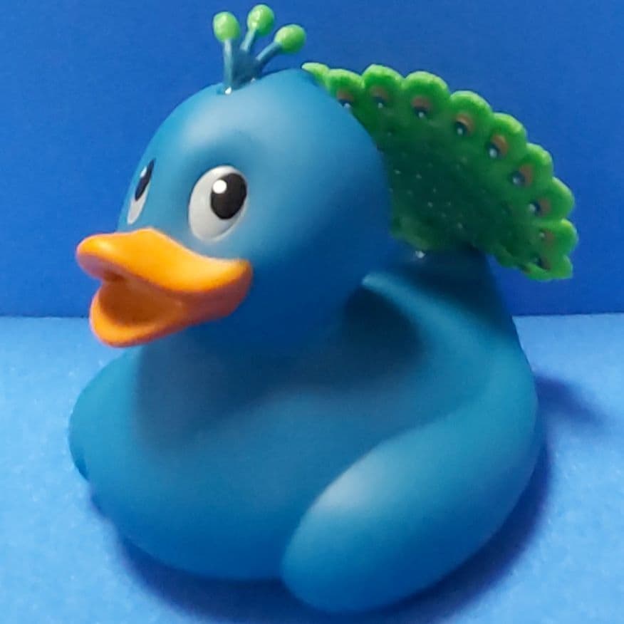 Peacock Duck